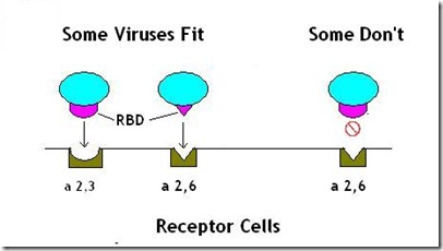 Avian Flu Diary: Master Of Its Binding Domain